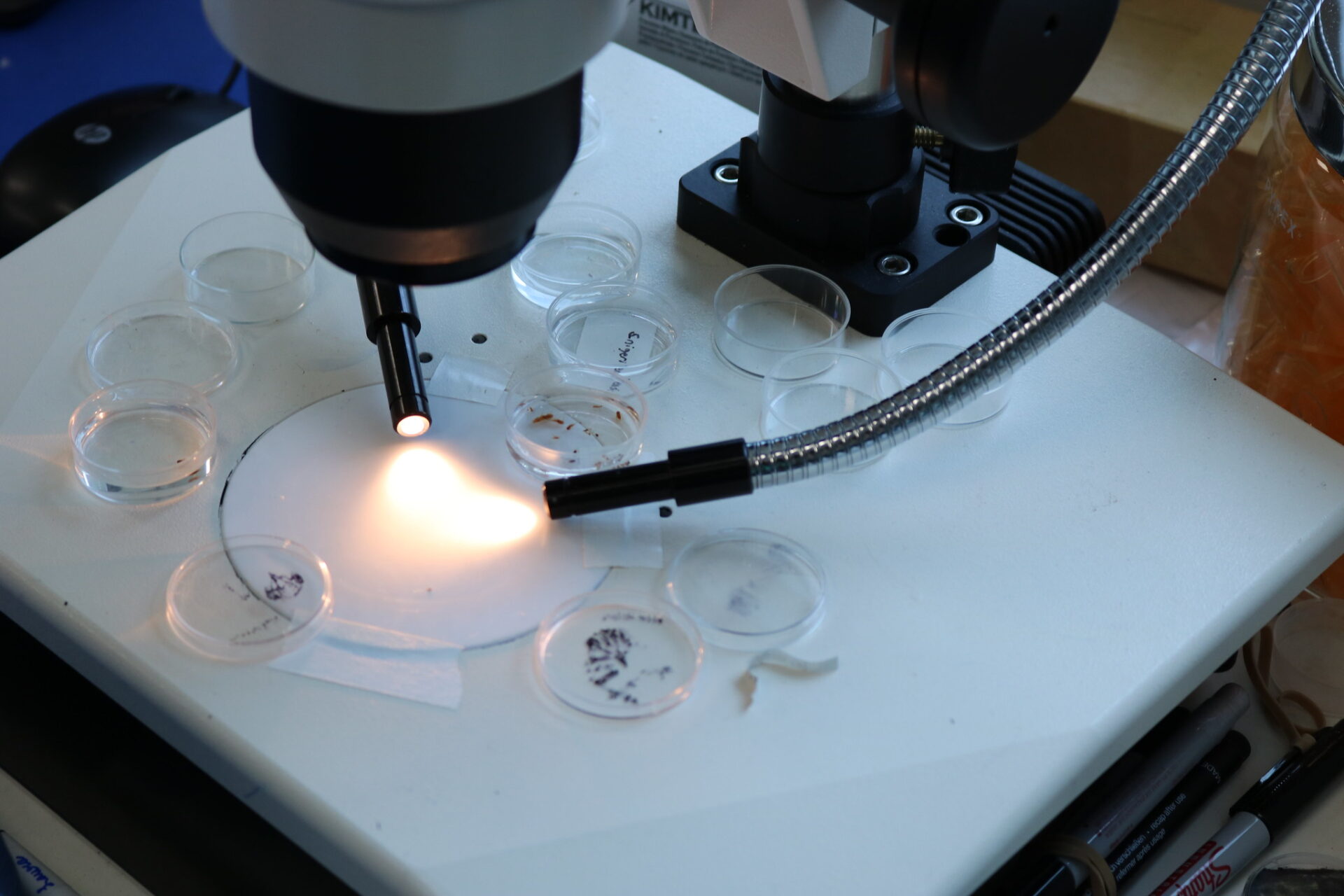 NOUL Blog | Top 6 Mosquito-Borne Diseases and the Importance of ...